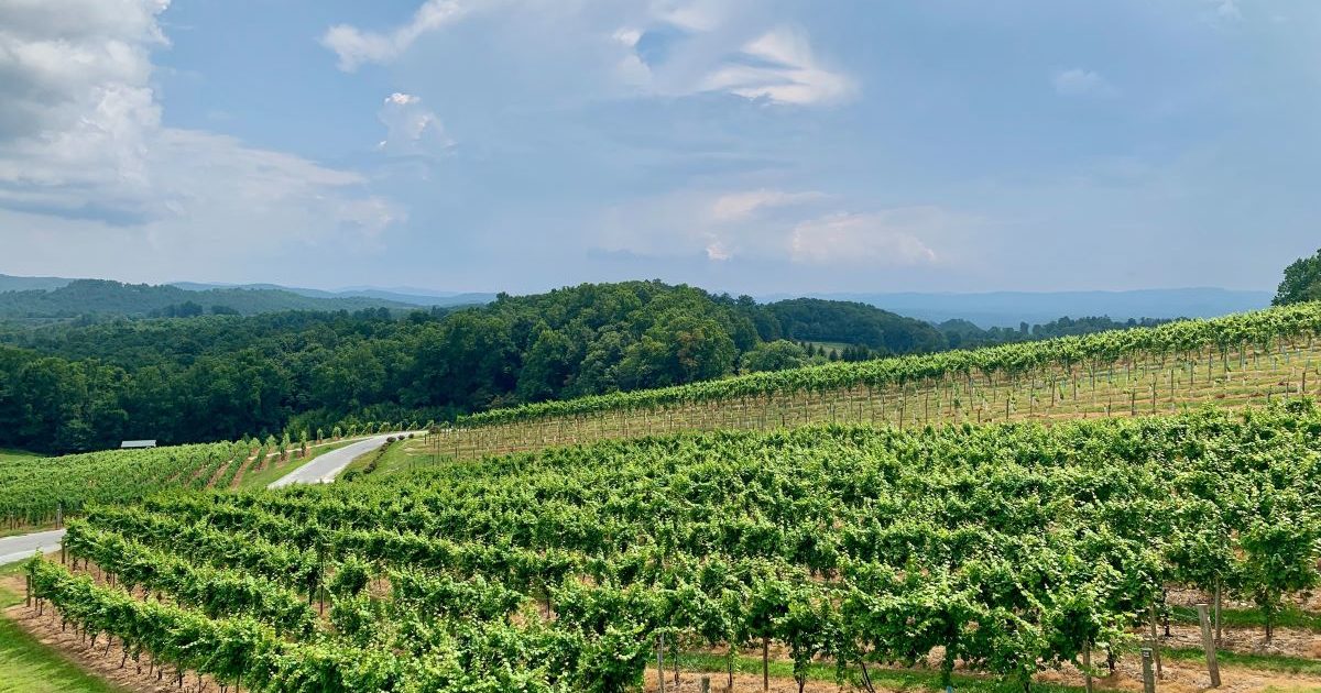 A Guide to North Carolina’s Wine Scene - Haven Lifestyles