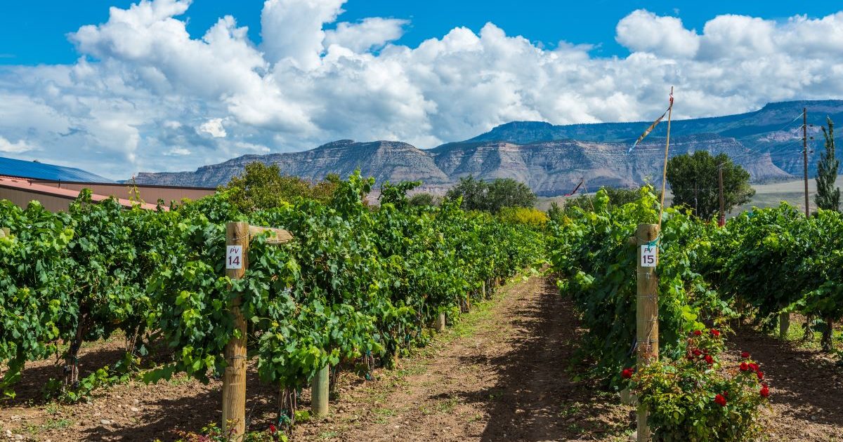 A Brief Guide to Wine Country in the Colorado Mountains - Haven Lifestyles