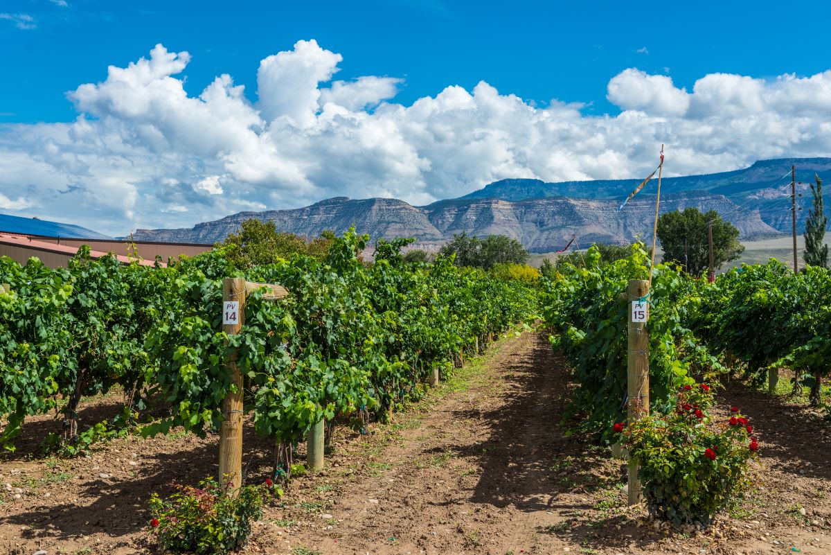 A Brief Guide to Wine Country in the Colorado Mountains - Haven Lifestyles